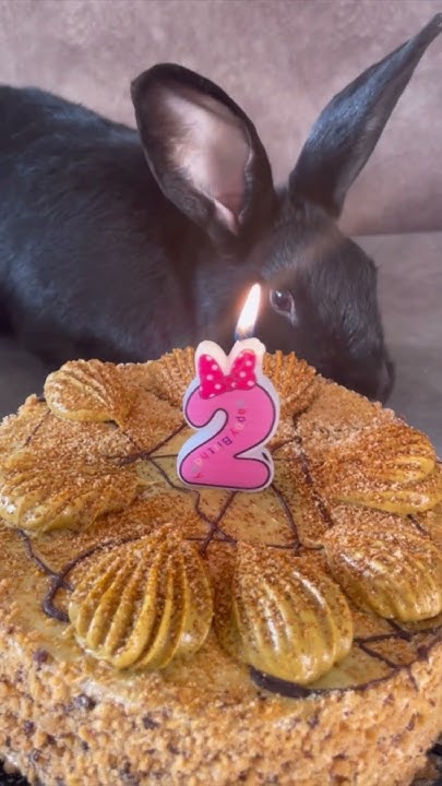 С днем рождения наш милый кролик Балу 🐰 ️🥳🎂 - YouTube