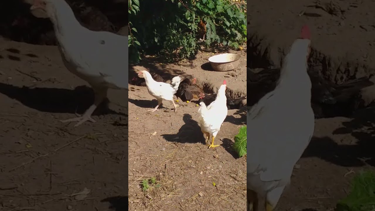 Vistas "mazgājas". Chickens are washing - YouTube