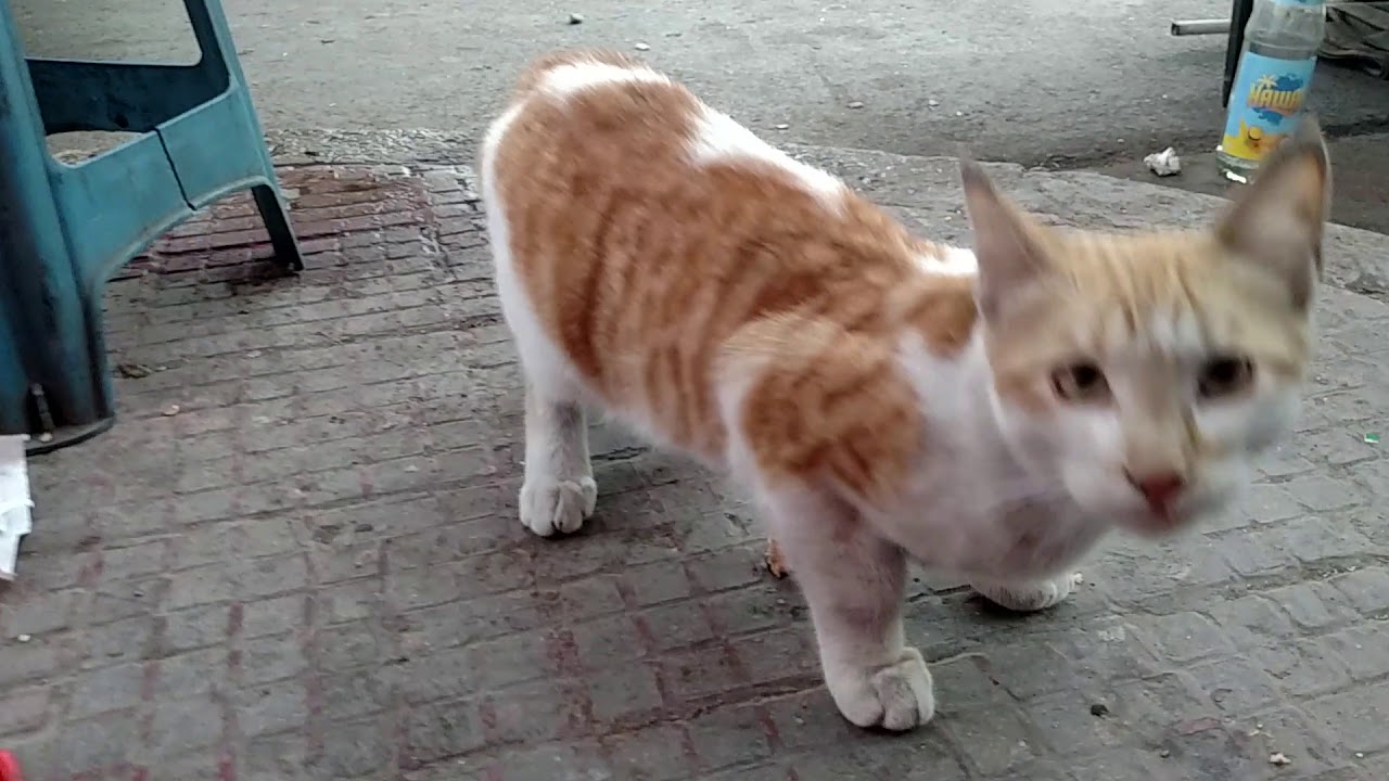 Feeding a Hungry Stray Cat 🐈 He is So Lonely 😢 - YouTube