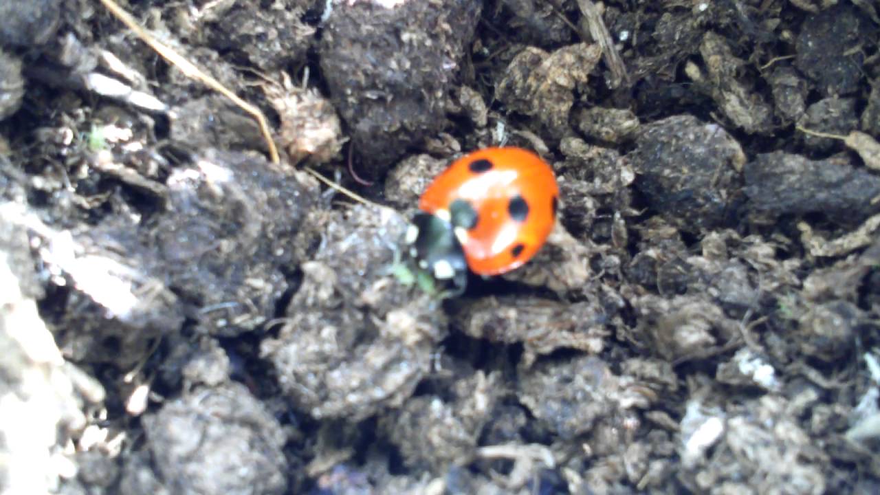 Lady bug attacks 2 aphids (Caught on camera) - YouTube