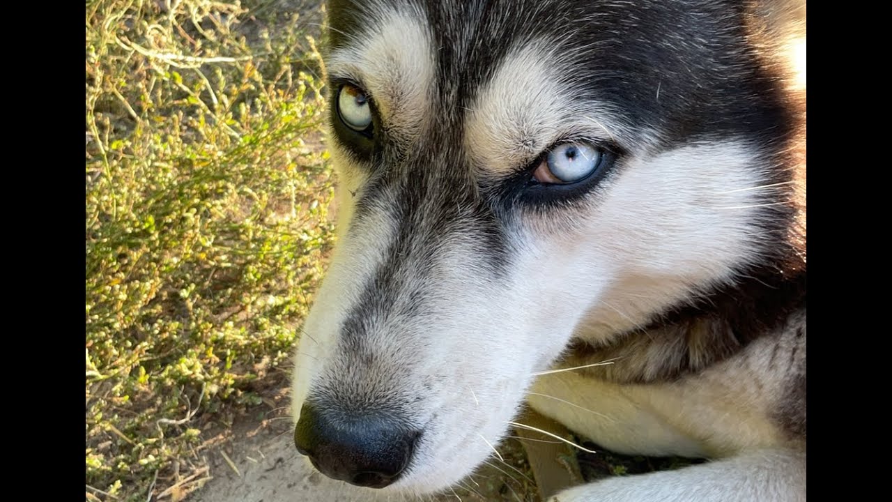 Husky online #husky #dogs #animallife #dogvideos - YouTube