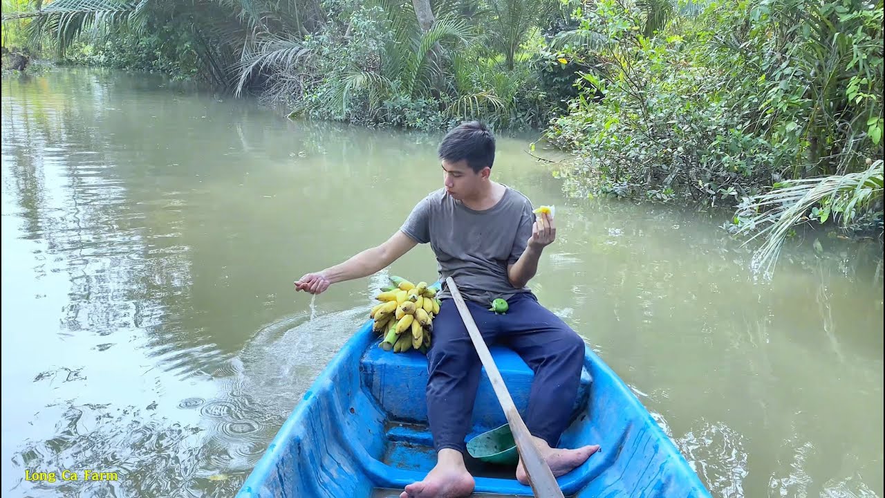 Harvesting bananas - growing pineapples and bathing pigs | Long Ca Farm - YouTube