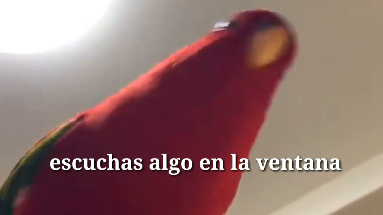 loro rojo riendose meme 2 - YouTube
