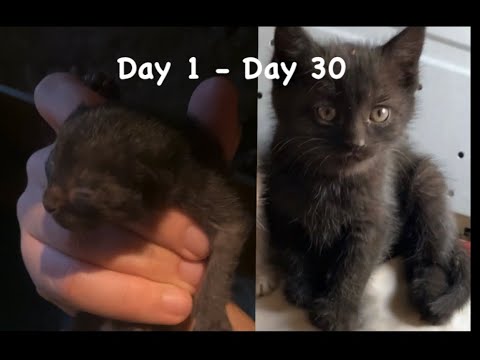 Black Kitten Growing Up  (Day 1 to 4 weeks old)