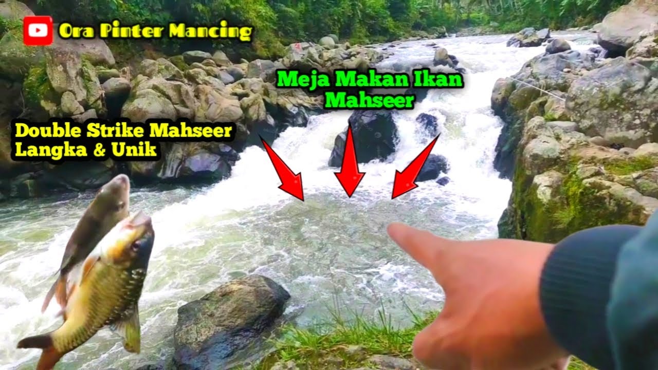 Titik Terbaik Mancing Ikan Mahseer || Umpan Jatuh Pas Di Meja Makannya ...