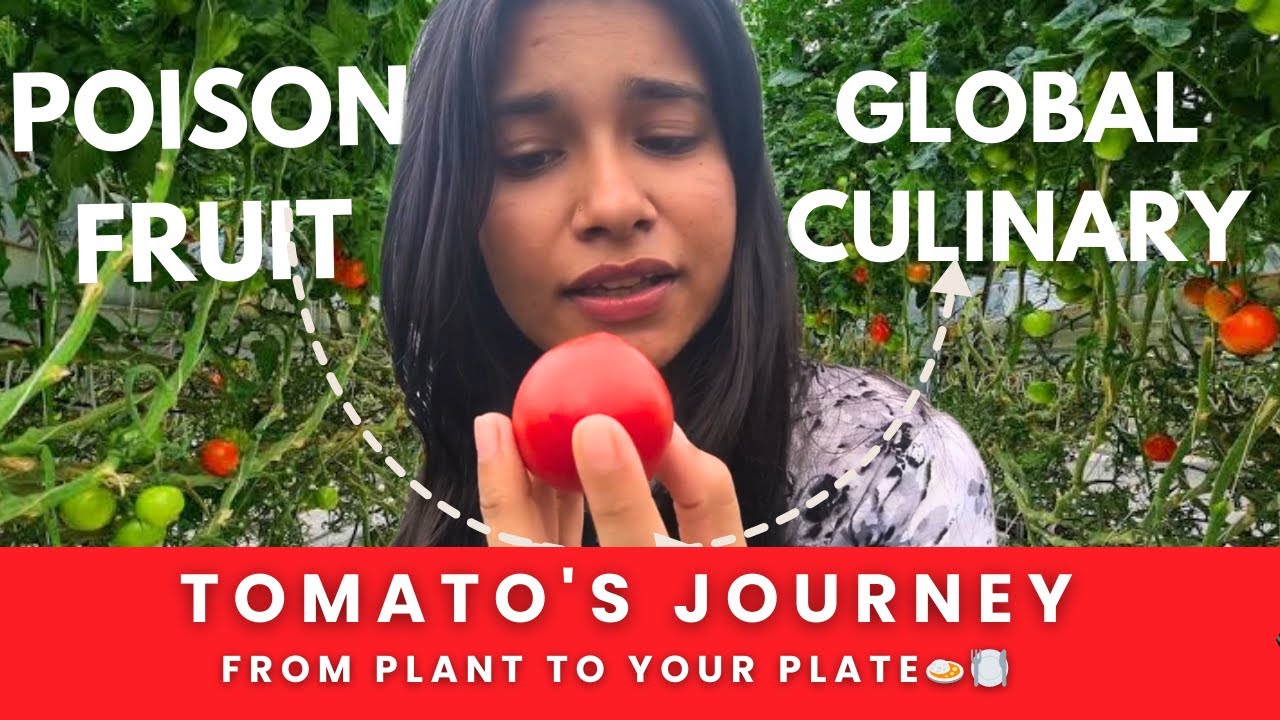 JOURNEY OF TOMATO 🍅|POISONOUS FRUIT TO GLOBAL CULNARY - YouTube