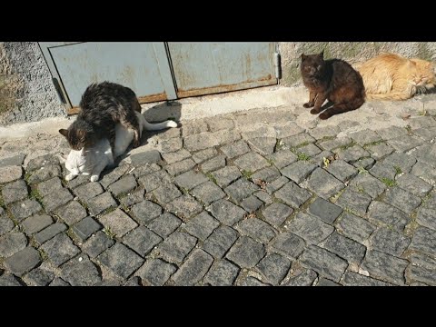 Gatti di strada - YouTube