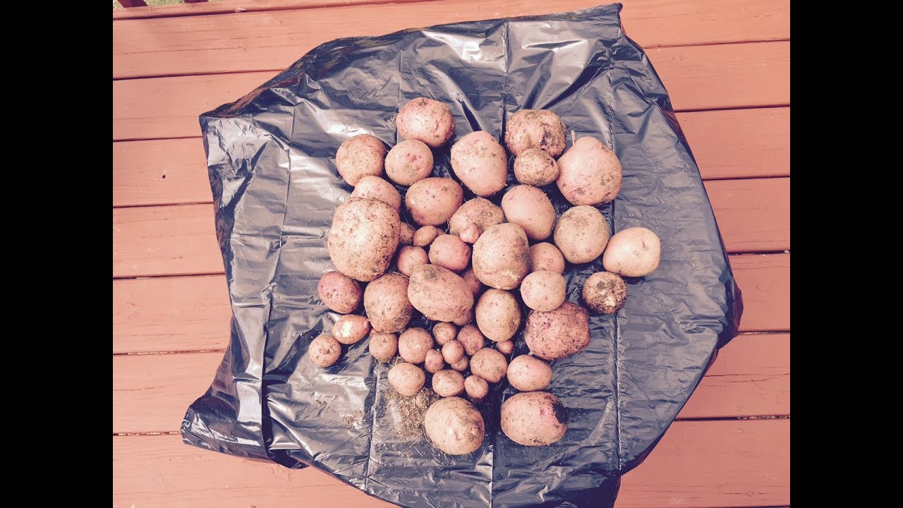 Growing potatoes in containers. Part 3 (Red potatoes harvest) - YouTube