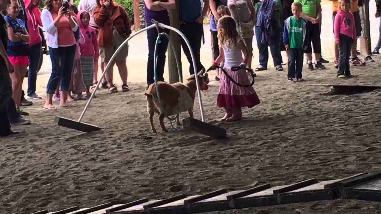 Goat Olympics 2015 - Obstacle Course 6 - YouTube