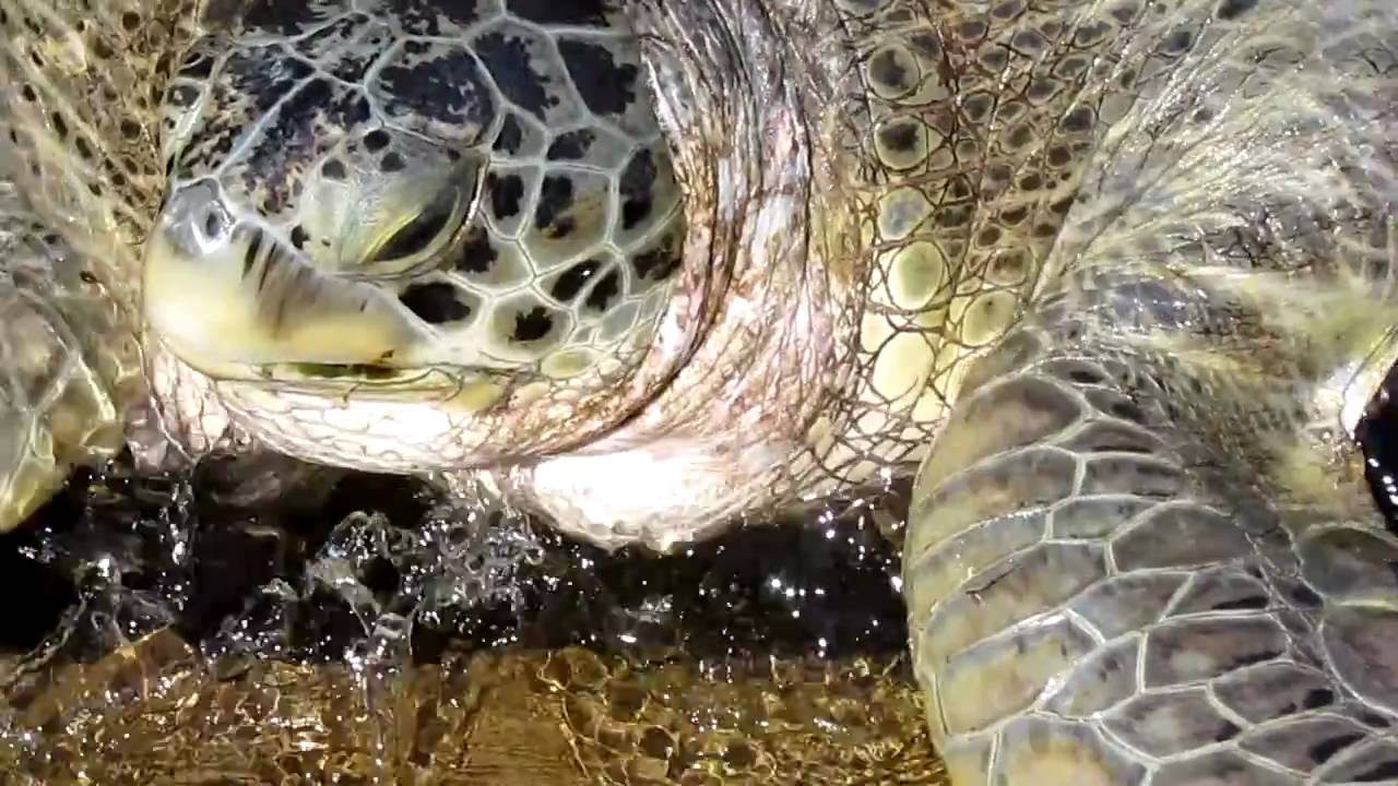 Green turtle " DON'T TOUCH MY HEAD" - YouTube