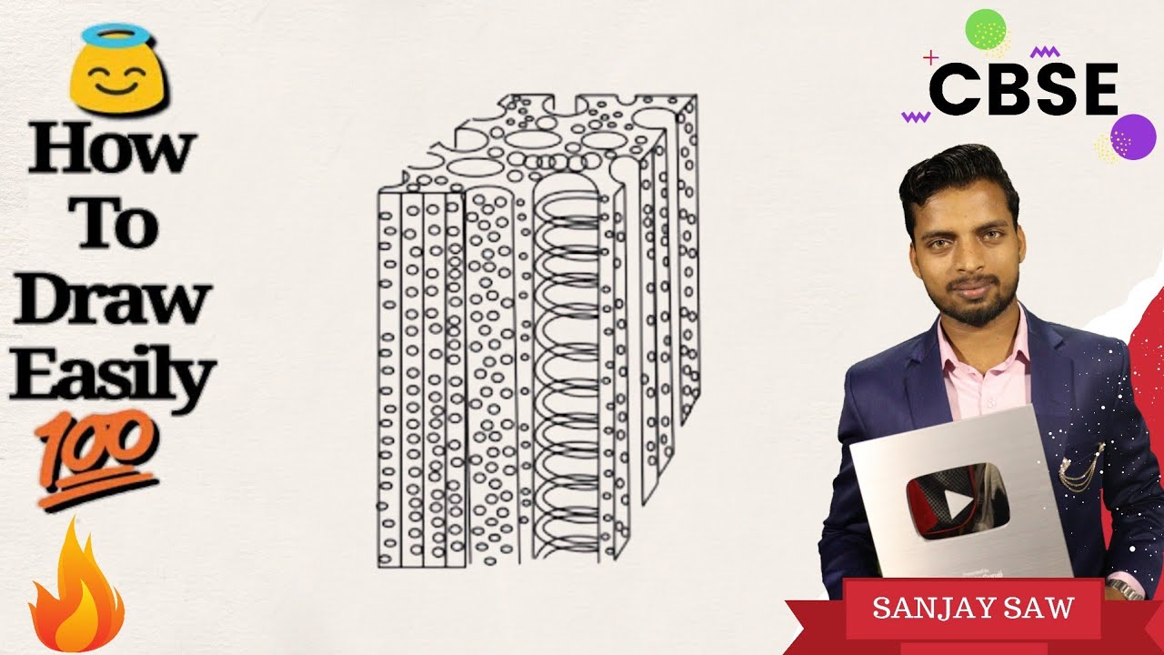 How to draw Xylem Tissue step by step for beginners ! - YouTube