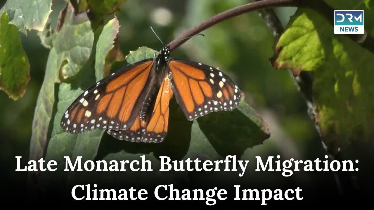 Climate Change Delays Monarch Butterfly Arrival in Mexico | News Today ...