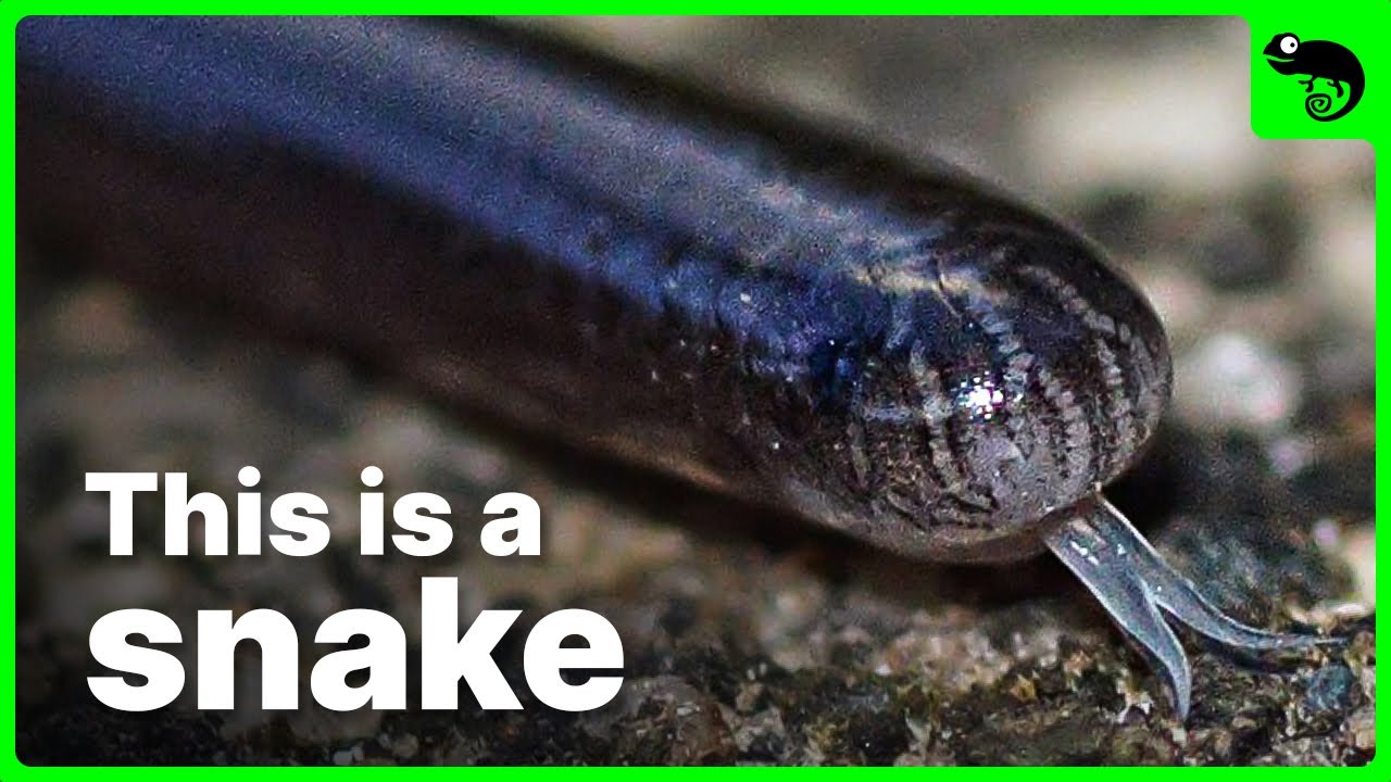 Snakes, All of the Snakes (If You're Into That Kind of Thing) - YouTube