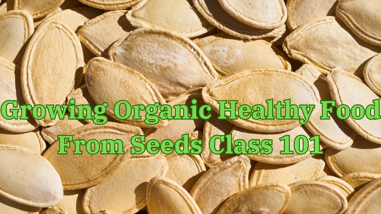 Optimum Seed Starting Basics to Grow Big - YouTube