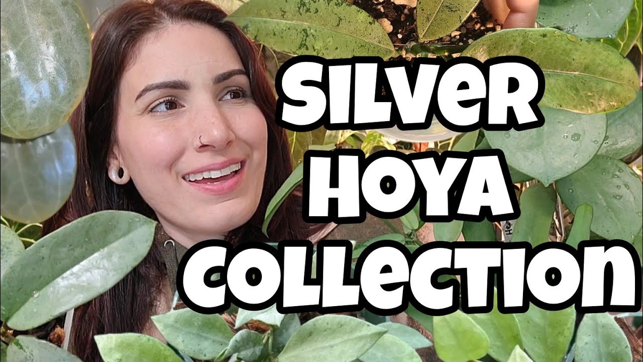 SILVER HOYA COLLECTION!! 🩶 All 13 of my Silver Leaf Hoya Houseplants 🌿 ...