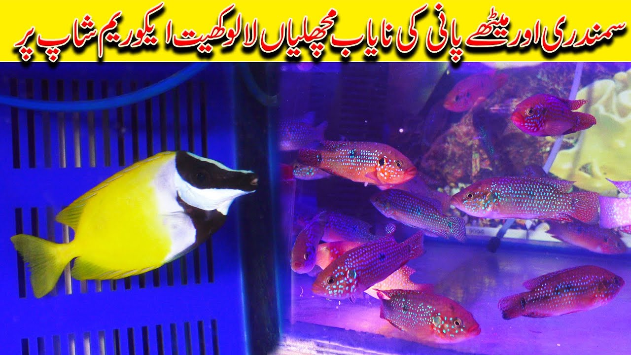 Lalukhet Aquarium Shop Freshwater and Marine Fish Beautiful and ...