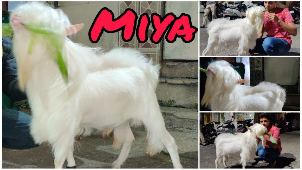 India's Most Beautiful Bantam Goat Ever - 'Miya' | Super Cute & Playful ...