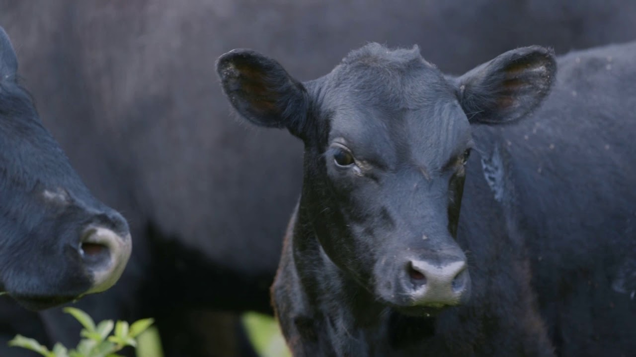 Wholly Cow Farms with Ryan Pace - YouTube