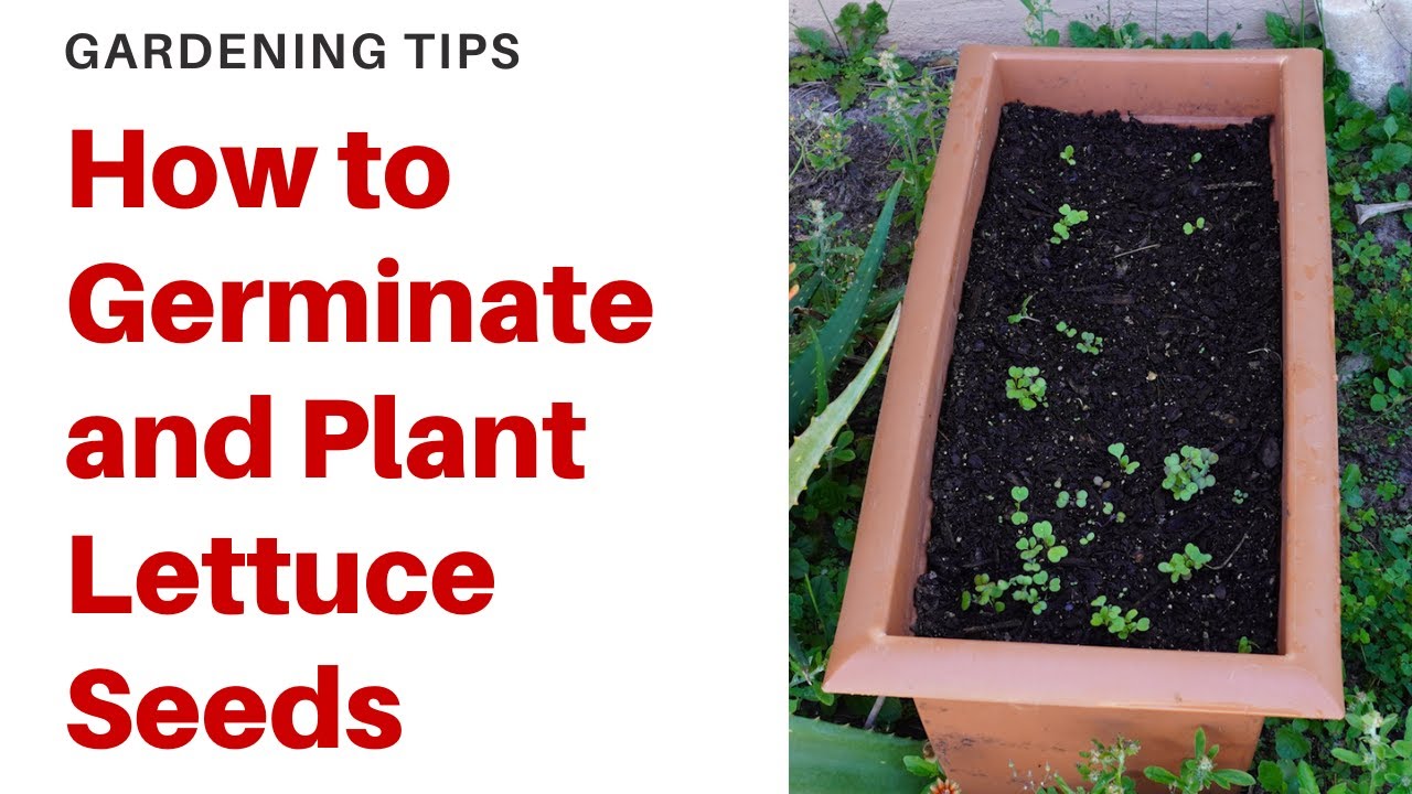 How To Sprout, Germinate and Plant Lettuce Seed - YouTube
