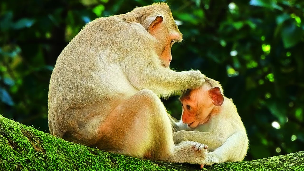 WOW! A SMALL BB MONKEY IS COMFORTING TO MOM FOR MILK. - YouTube