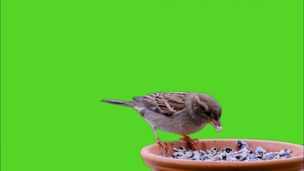 Beautiful sparrow Bird Eating Green Screen Background Effect HD - YouTube
