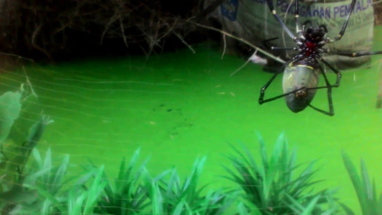 How do spiders make web? - YouTube