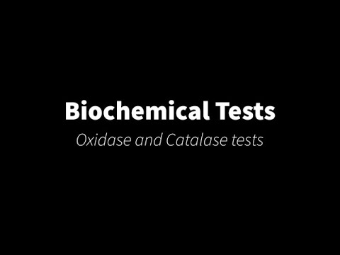 Biochemical tests: Oxidase and catalase tests - YouTube