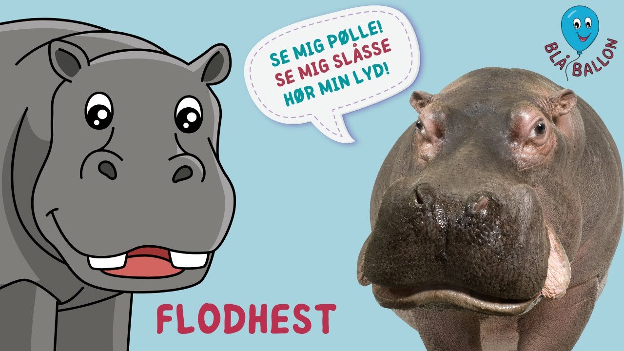 Sjov film om flodhesten for børn. Hør flodhestens lyd. Se flodheste ...