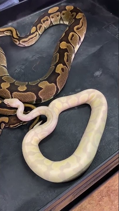 Let’s Make Some Babies BALL PYTHON Genetics 🤯 #shorts - YouTube
