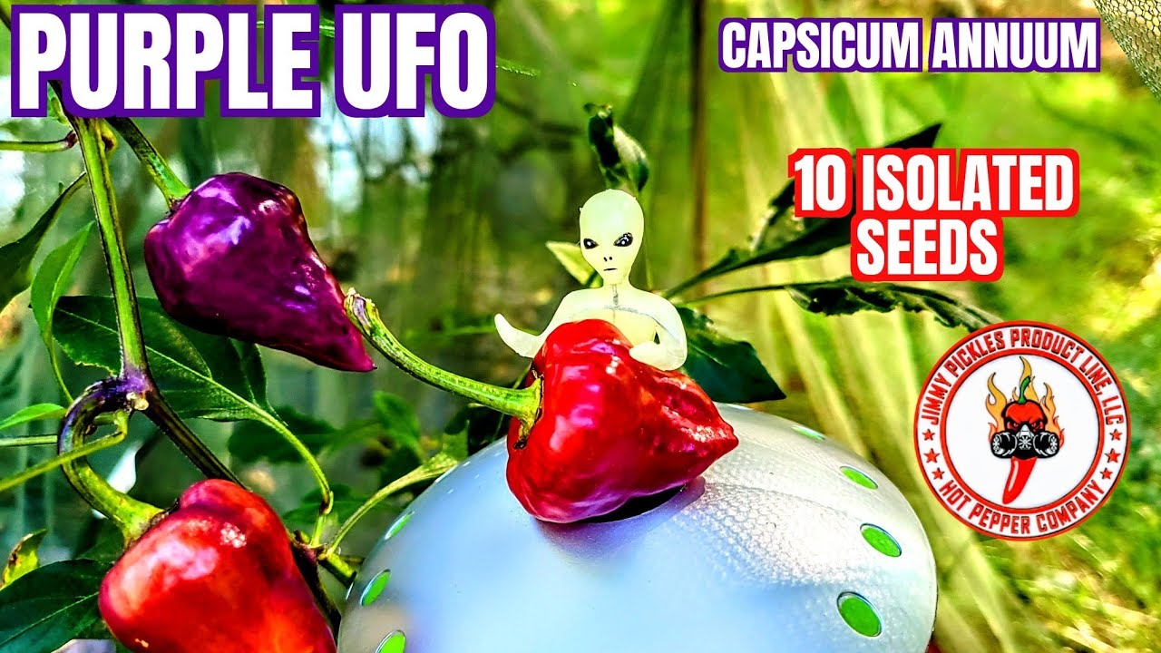Purple UFO Pepper Review - YouTube