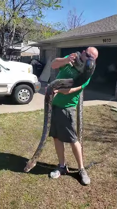 reticulated python - YouTube