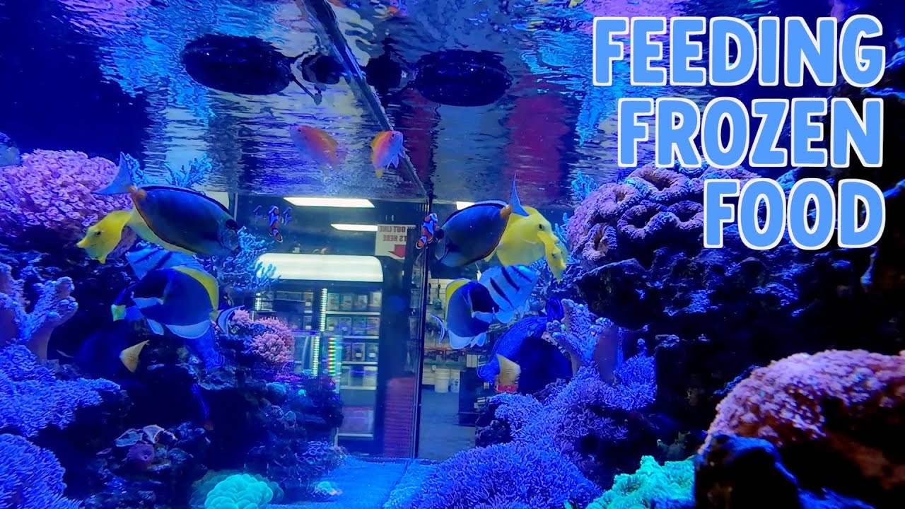 HOW TO FEED YOUR FISH FROZEN FOOD | SAN FRANCISCO BAY BRAND ...
