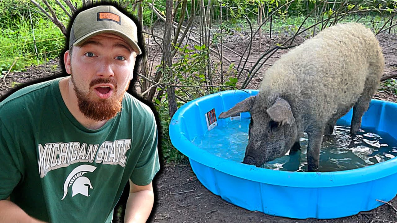 I Bought Our Pigs A Pool - YouTube