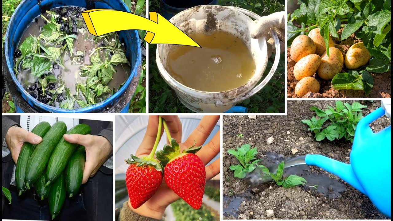 Free Organic Fertilizer | Stinging Nettle and Wood Ash Liquid ...