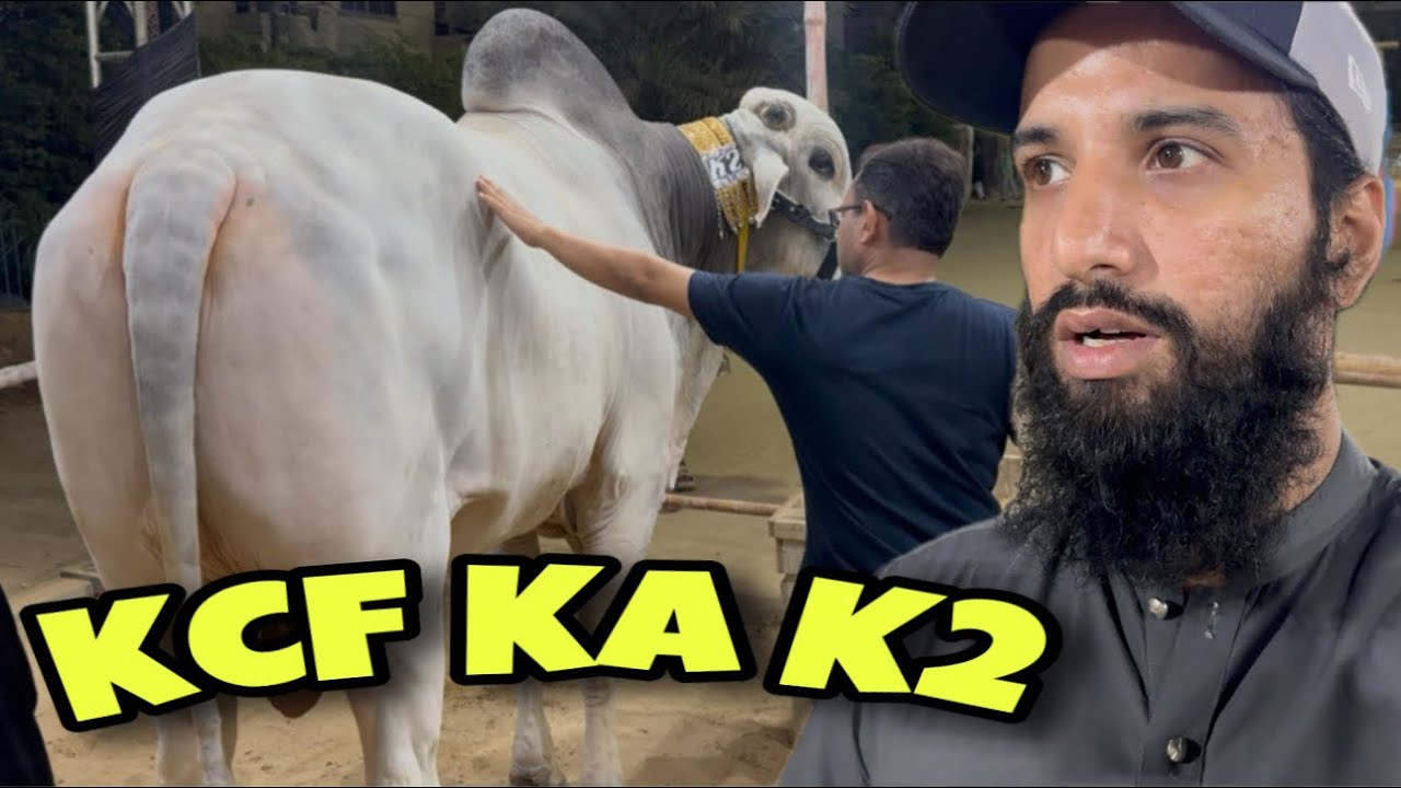 Karim’s Cattle Farm K “K2” Ki Story ‼️ | AR Maani - YouTube