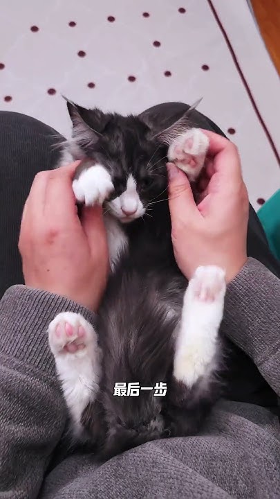 四个步骤逆子变孝子 今天的模特是一只奶牛妹妹 缅因猫 被迫营业的猫猫 萌到爆炸了💥 猫咪社会化 缅因猫宝宝 Youtube