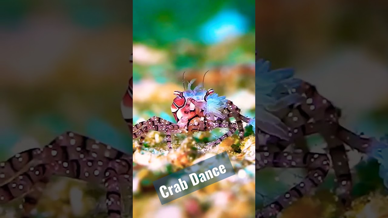 Amazing Crab Dance In Ocean #shorts #amazing #crab #ocean #hewanlucu ...