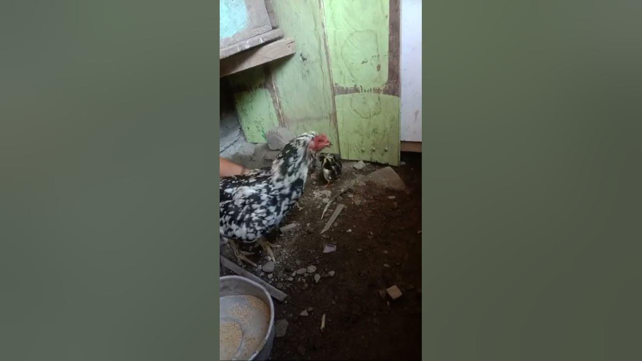 Cara buat pakan supaya anakan ayam cepat besar - YouTube