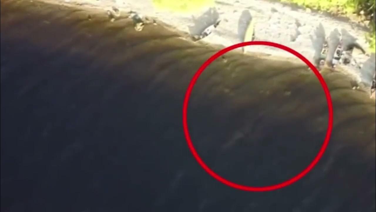 Loch Ness Monster Caught On Drone Footage By Camper September 2021 Youtube