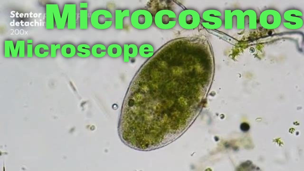 The Microcosmos Microscope - YouTube