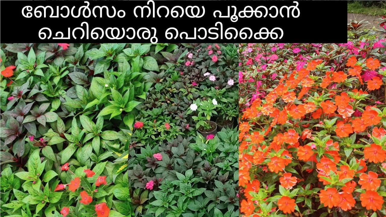 How to flowering Bolsome plant |TipS noW - YouTube