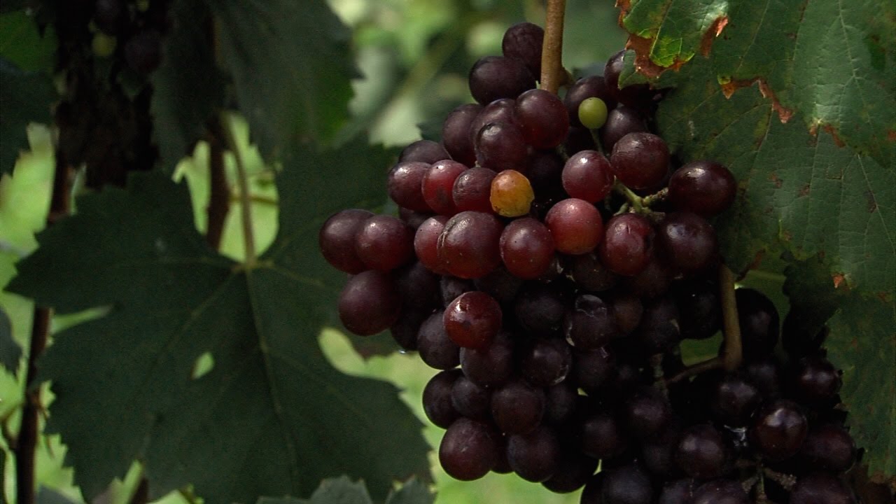 Cómo cultivar uva en Colombia - TvAgro por Juan Gonzalo Angel - YouTube