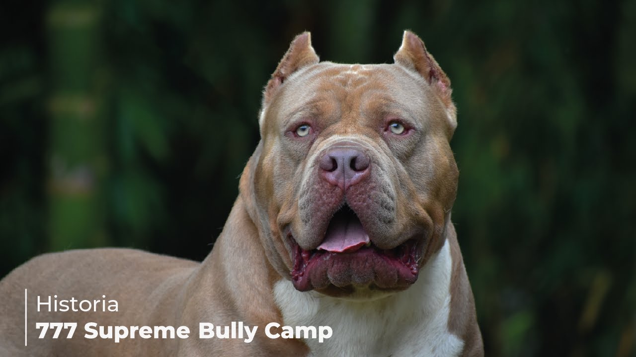Historia de 777 Supreme Bully Camp - YouTube
