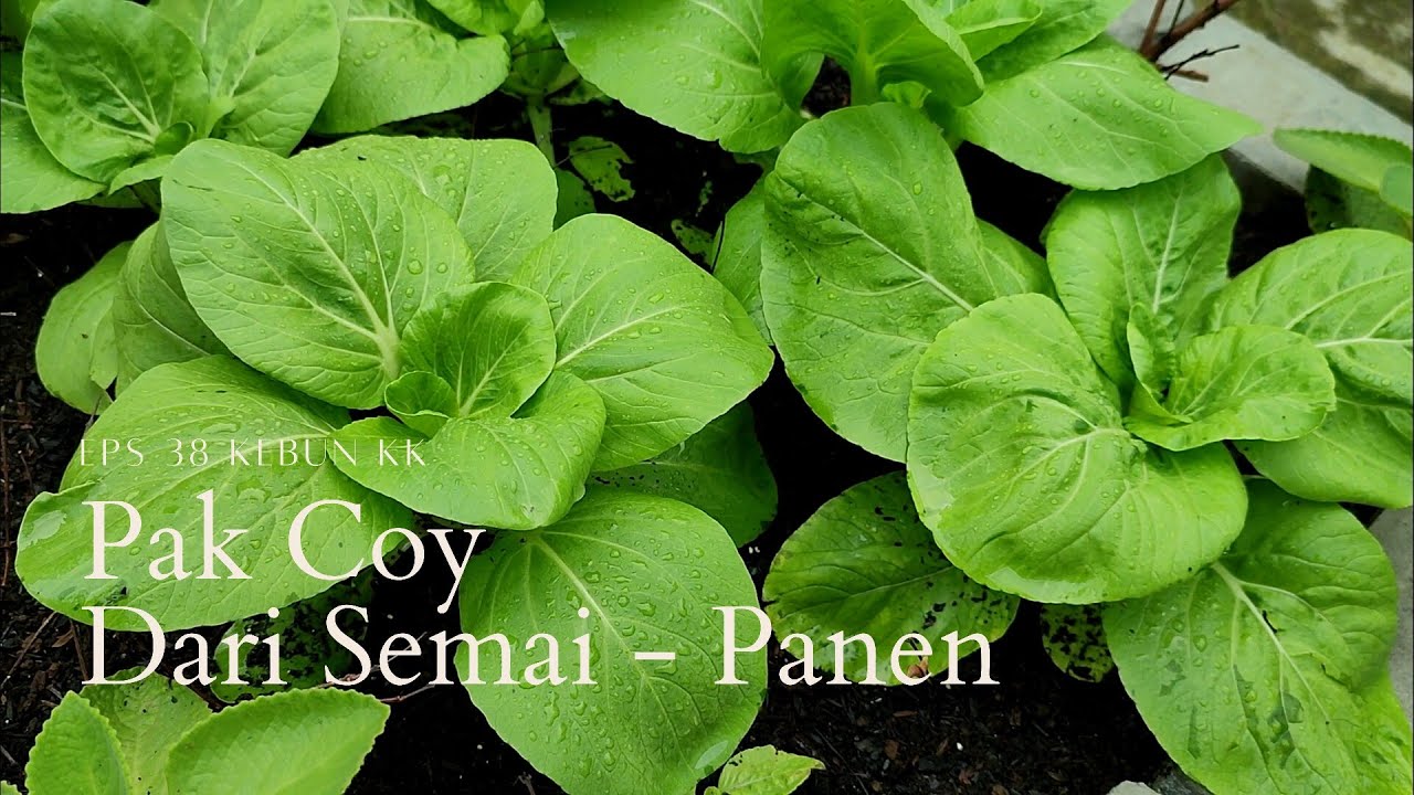 Eps 38 | Menanam Pak Coy (Bok Choy) Dari Benih Sampai Panen | Ibu Rumah ...