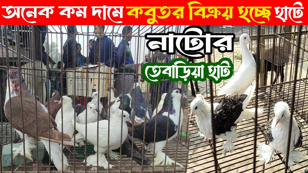 কবুতর কম দামে বিক্রি হচ্ছে নাটোর তেবাড়িয়া হাটে।Natore Tebaria Kobutor ...