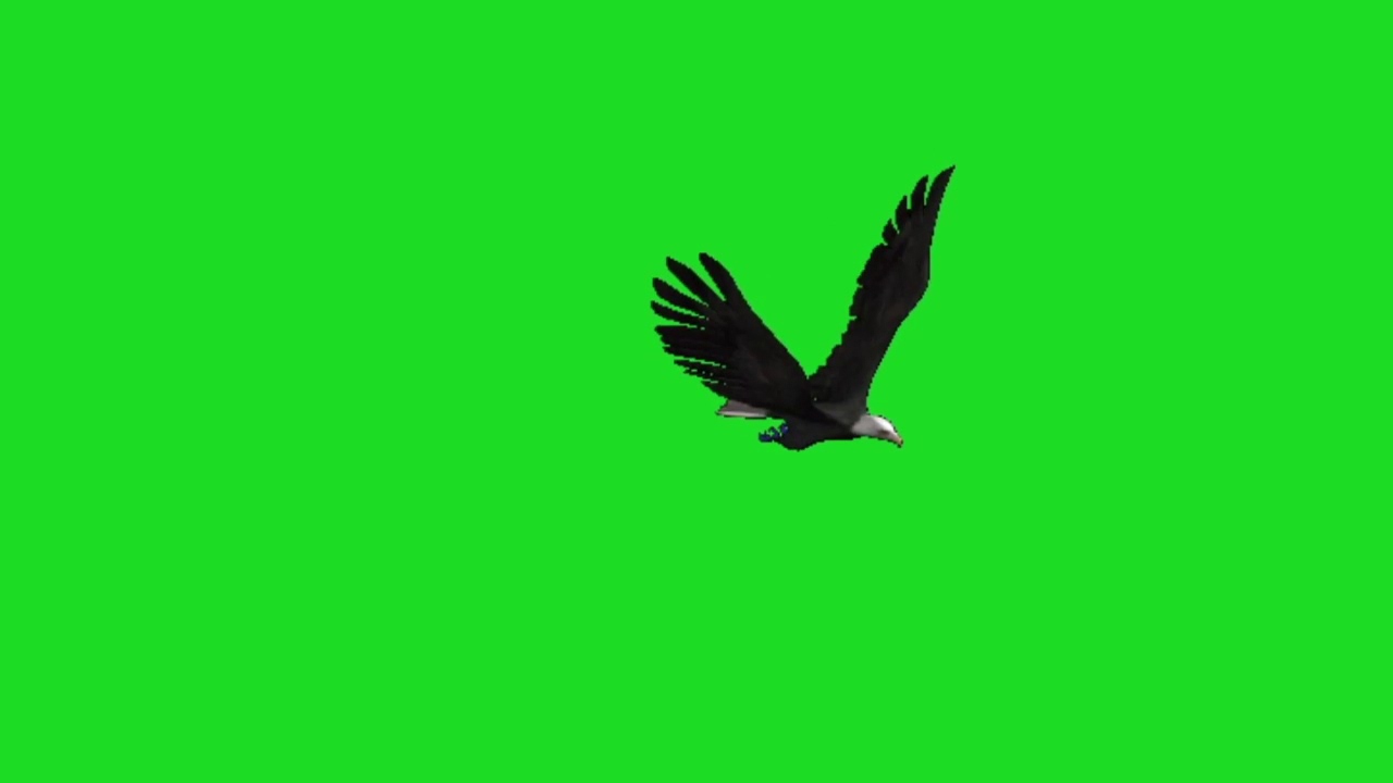 Eagle green screen | flying Eagle green screen | Eagle - YouTube