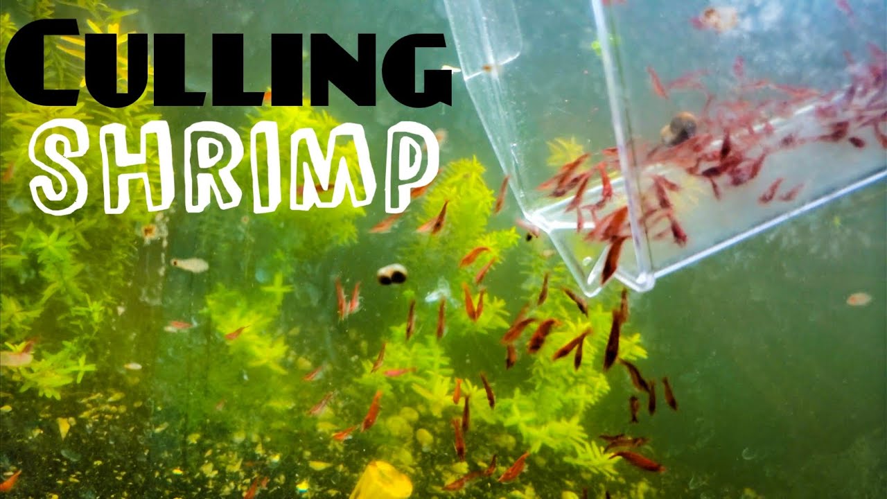 Culling Shrimp - YouTube