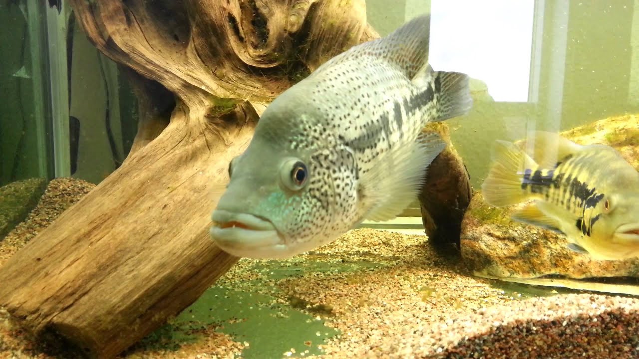 Parachromis Dovii, Wolf cichlid - YouTube