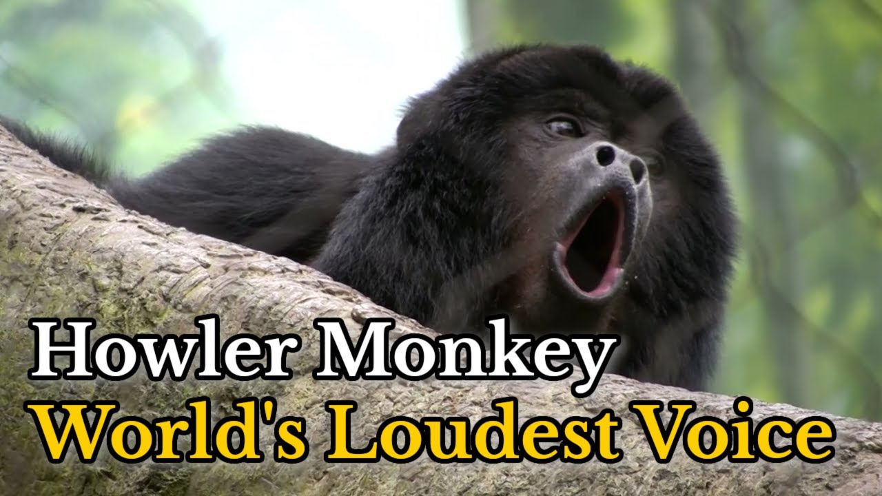 Howler Monkey Howling Compilation Sounds Of Howler Monkey Howling howler-monkey-howling-compilation-sounds-of-howler-monkey-howling