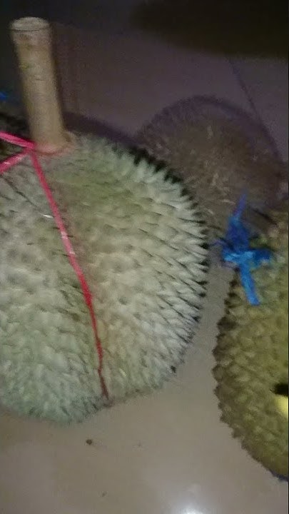 durian dampit - YouTube